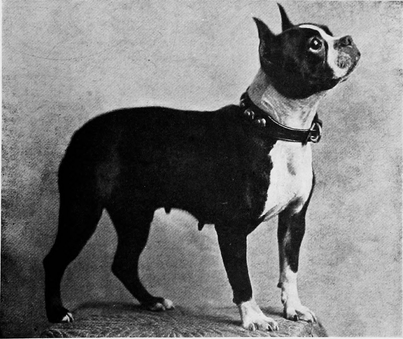 History of the Boston Terrier - A Timeline | Crafting and Sewing in Canada